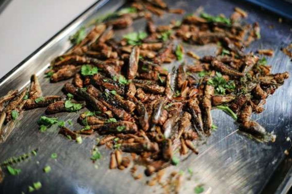 Would You Eat a Cricket for the Planet? - The Alliance for Sustainable ...